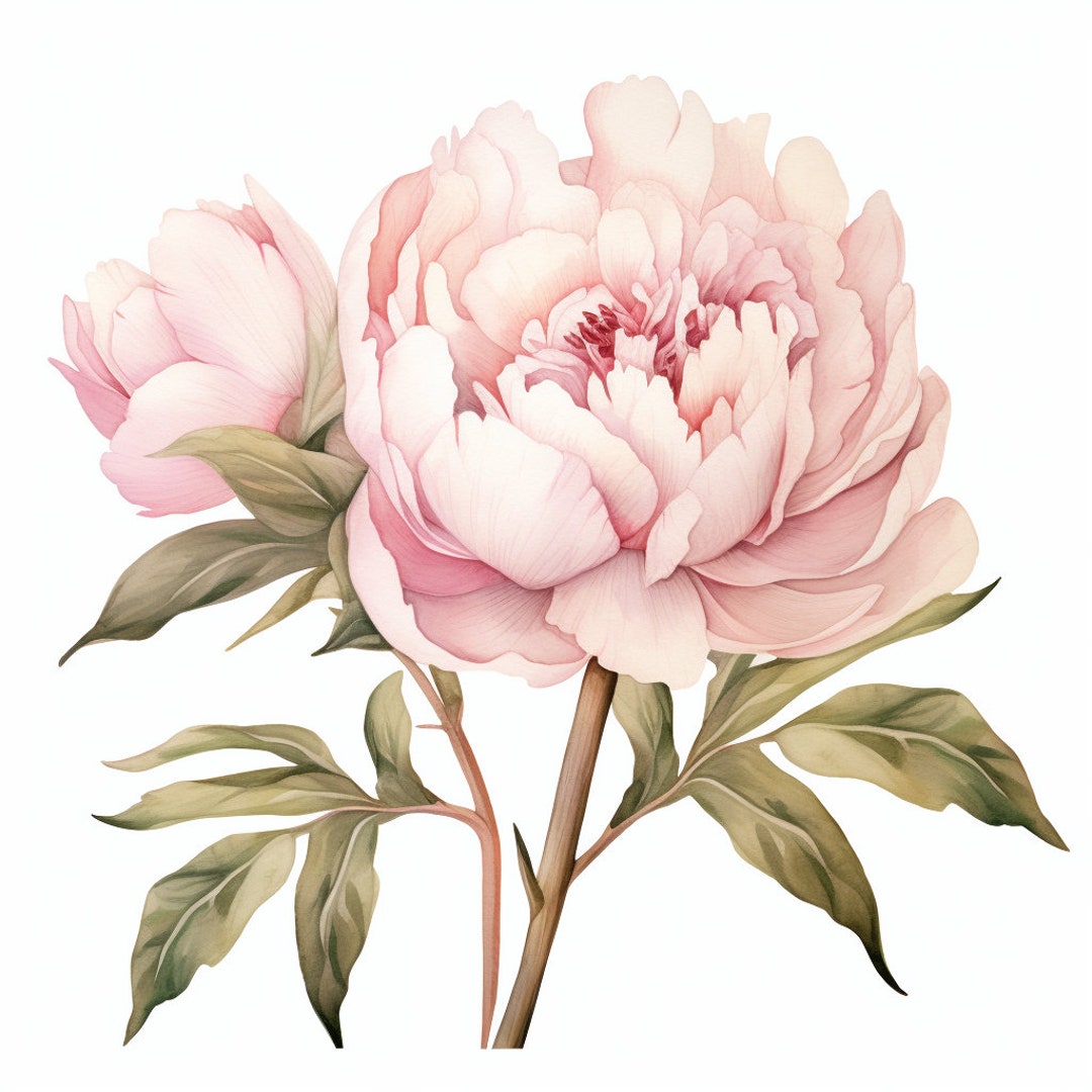 Einzelne Pfingstrose Clipart Bundle, hochwertiges JPG, Craft Art, Card ...