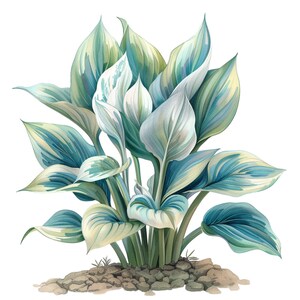 16 Hosta Plants W Flowers Clipart Bundle, 16 High-quality JPG, Craft ...