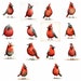 14 Silly Funny Cardinal Bird Clipart Bundle, JPG, Card Making, Clip Art ...
