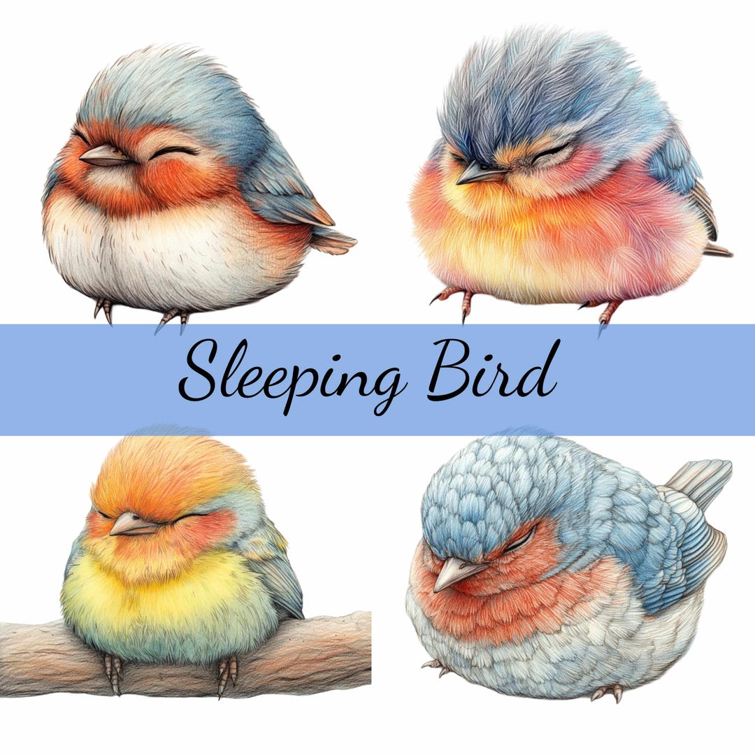 16 Cute Sleeping Bird Clipart Bundle, 16 JPG and Transparent PNG ...