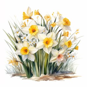 16 Daffodil Bunches Clipart Bundle, High-quality JPG, Craft Art, Card ...