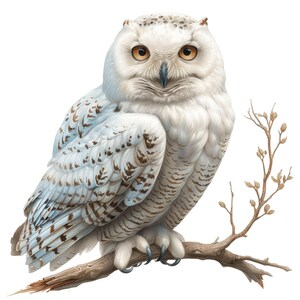 Snow Owl Clipart Bundle,12 High-quality JPG, Craft Art, Card Making ...