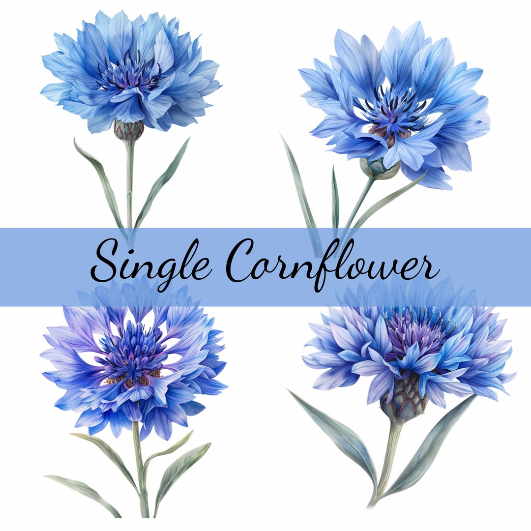 Cornflower Blue Flower on a Stem Clipart Bundle, 16 High-quality JPG ...