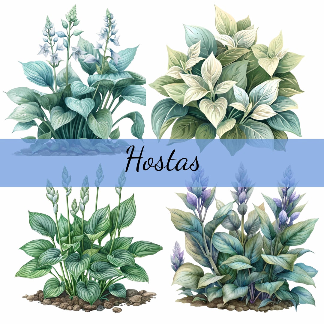 16 Hosta Plants W Flowers Clipart Bundle, 16 High-quality JPG, Craft ...