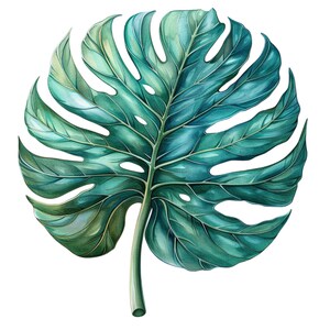 Monstera Plant Leaf Clipart Bundle, 16 High-quality JPG, Craft Art ...