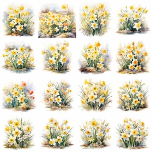 16 Daffodil Bunches Clipart Bundle, High-quality JPG, Craft Art, Card ...