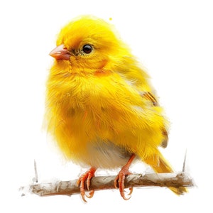 Canary Bird on A Tree Branch Clipart Bundle, 16 High-quality JPG, Craft ...