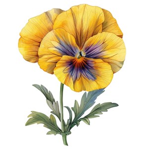 Single Pansy Flower With Stem Clipart Bundle, 16 High-quality JPG ...
