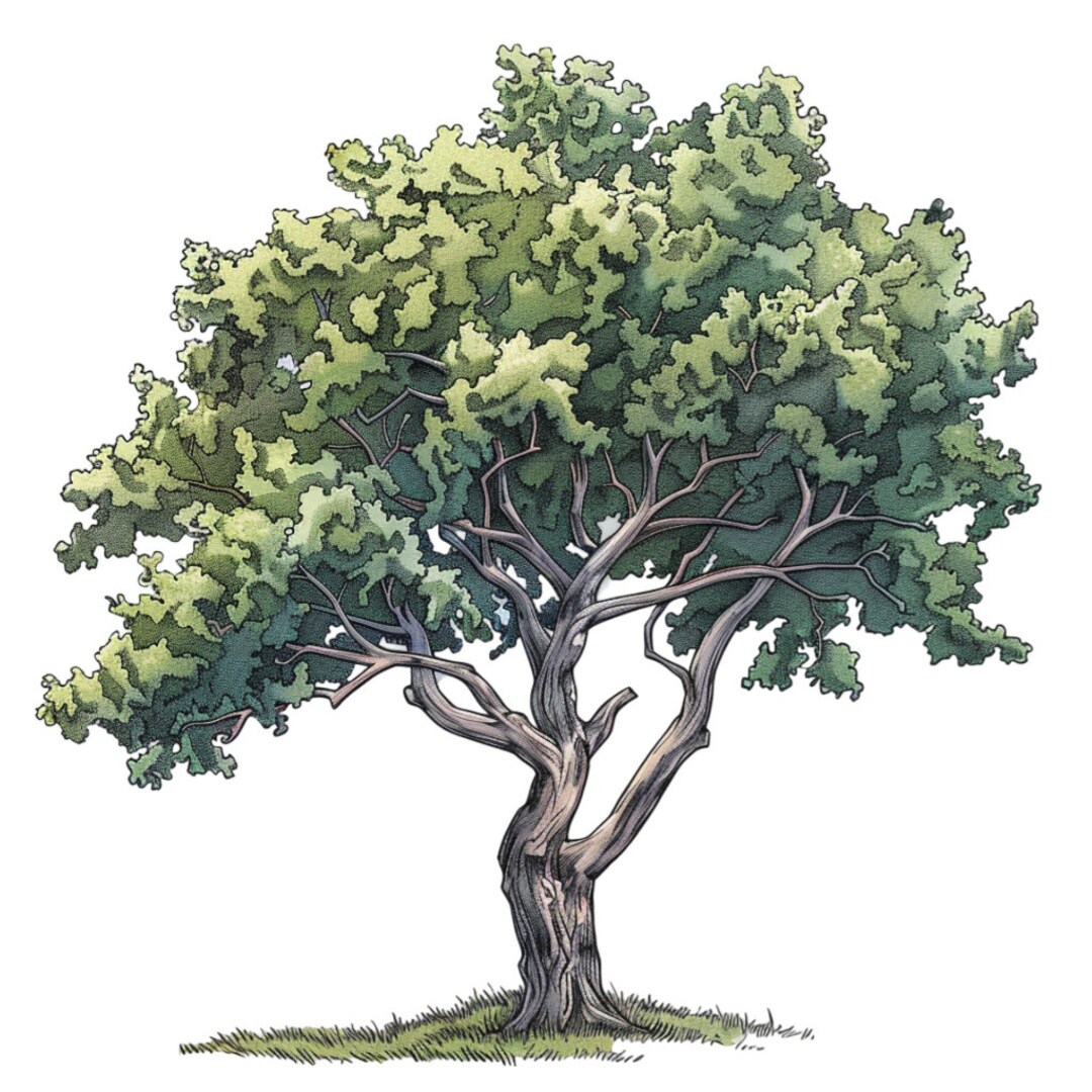Elm Tree Summer and Fall Clipart Bundle, 16 High-quality JPG, Craft Art ...