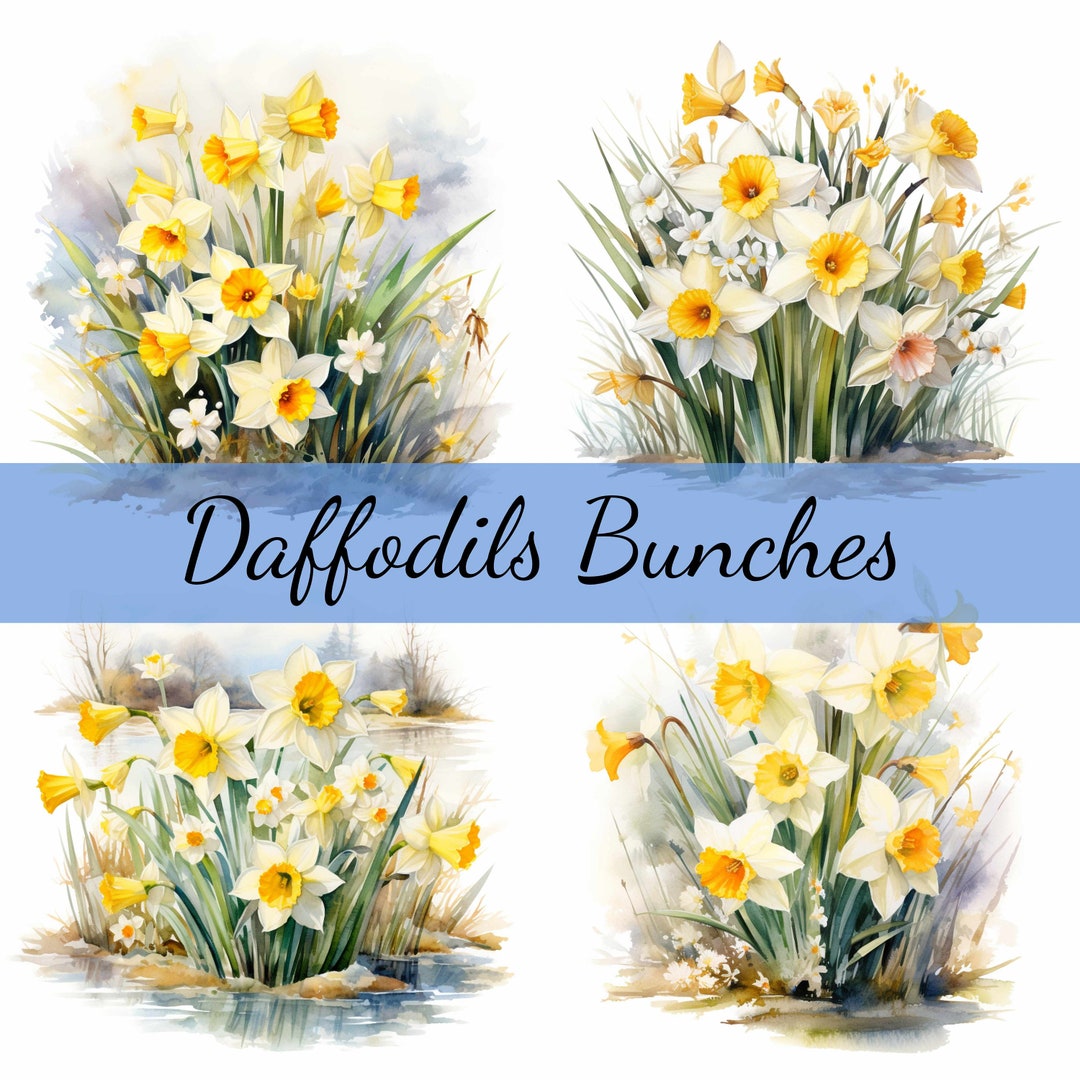 16 Daffodil Bunches Clipart Bundle, High-quality JPG, Craft Art, Card ...