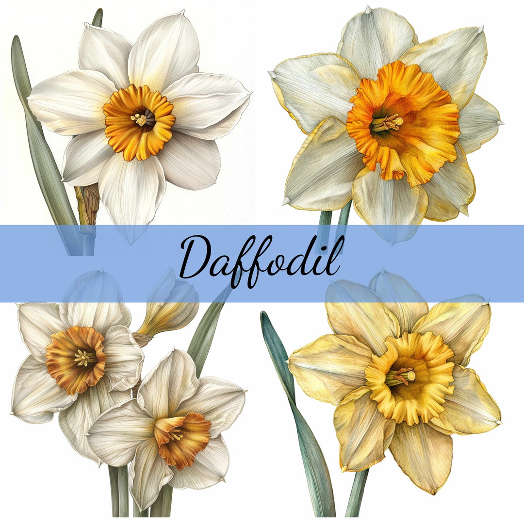 16 Spring Daffodil Flower Clipart Bundle, 16 High-quality JPG, Craft ...