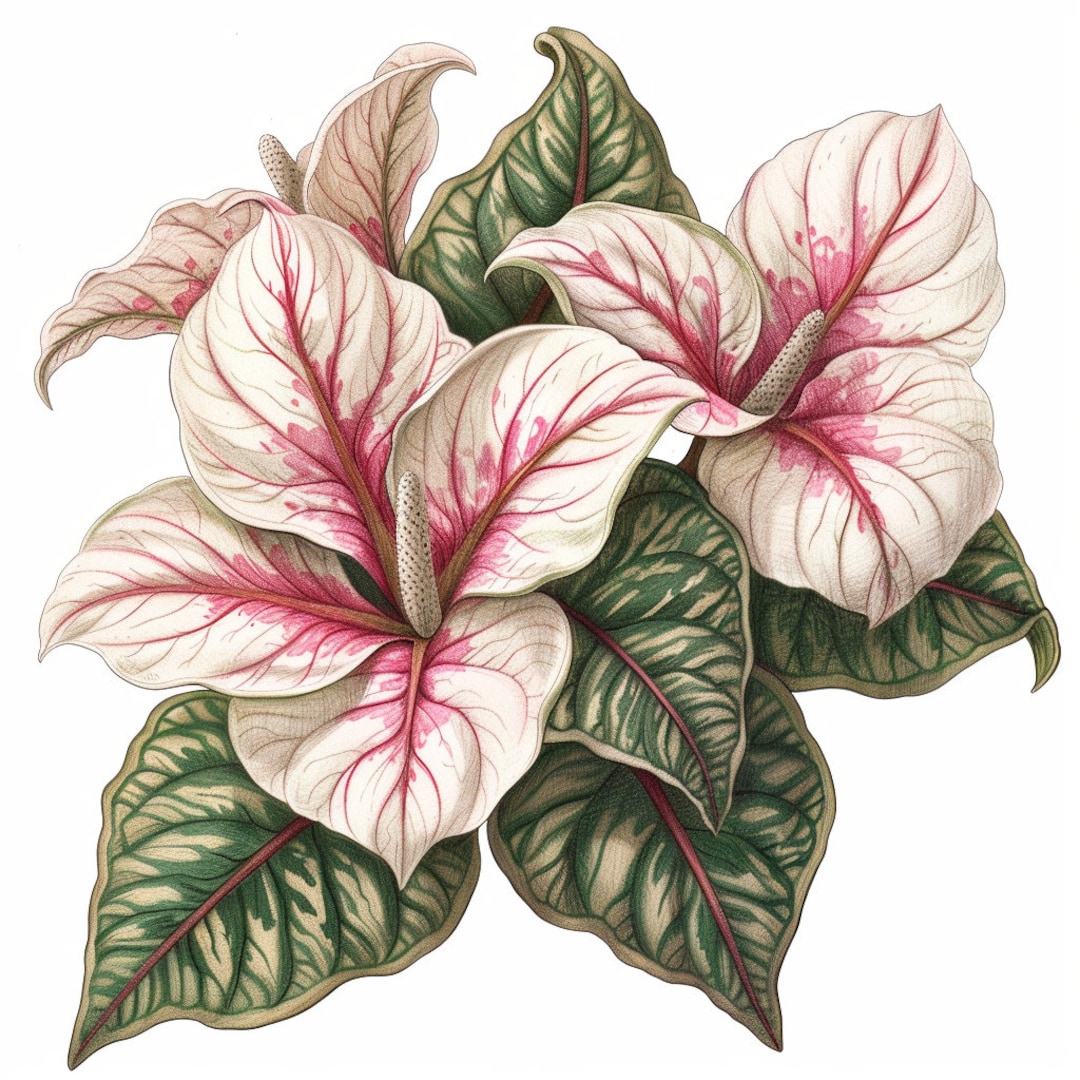 Caladium Plant Clipart Bundle, 16 High-quality JPG, Craft Art, Card ...