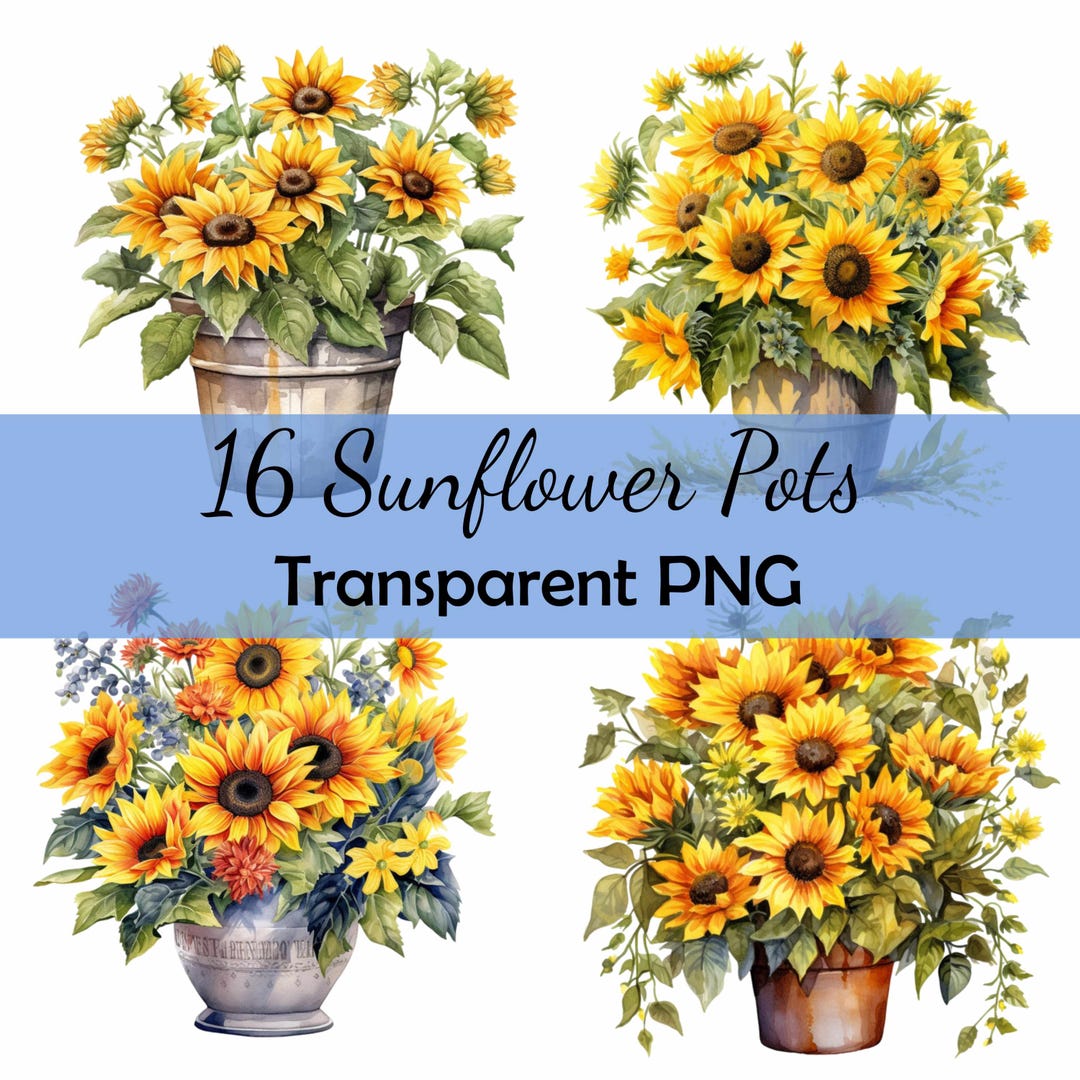 16 Sunflower in Pots Flower Watercolor Clipart Bundle, Transparent PNG ...