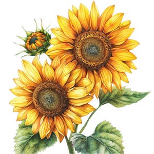 16 Beautiful Sunflower Flower Clipart Bundle, 16 High-quality JPG ...