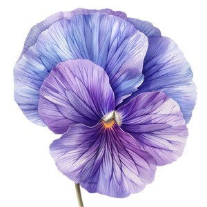 Single Pansy Flower With Stem Clipart Bundle, 16 High-quality JPG ...