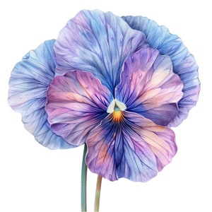 Single Pansy Flower With Stem Clipart Bundle, 16 High-quality JPG ...