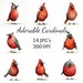 14 Silly Funny Cardinal Bird Clipart Bundle, JPG, Card Making, Clip Art ...