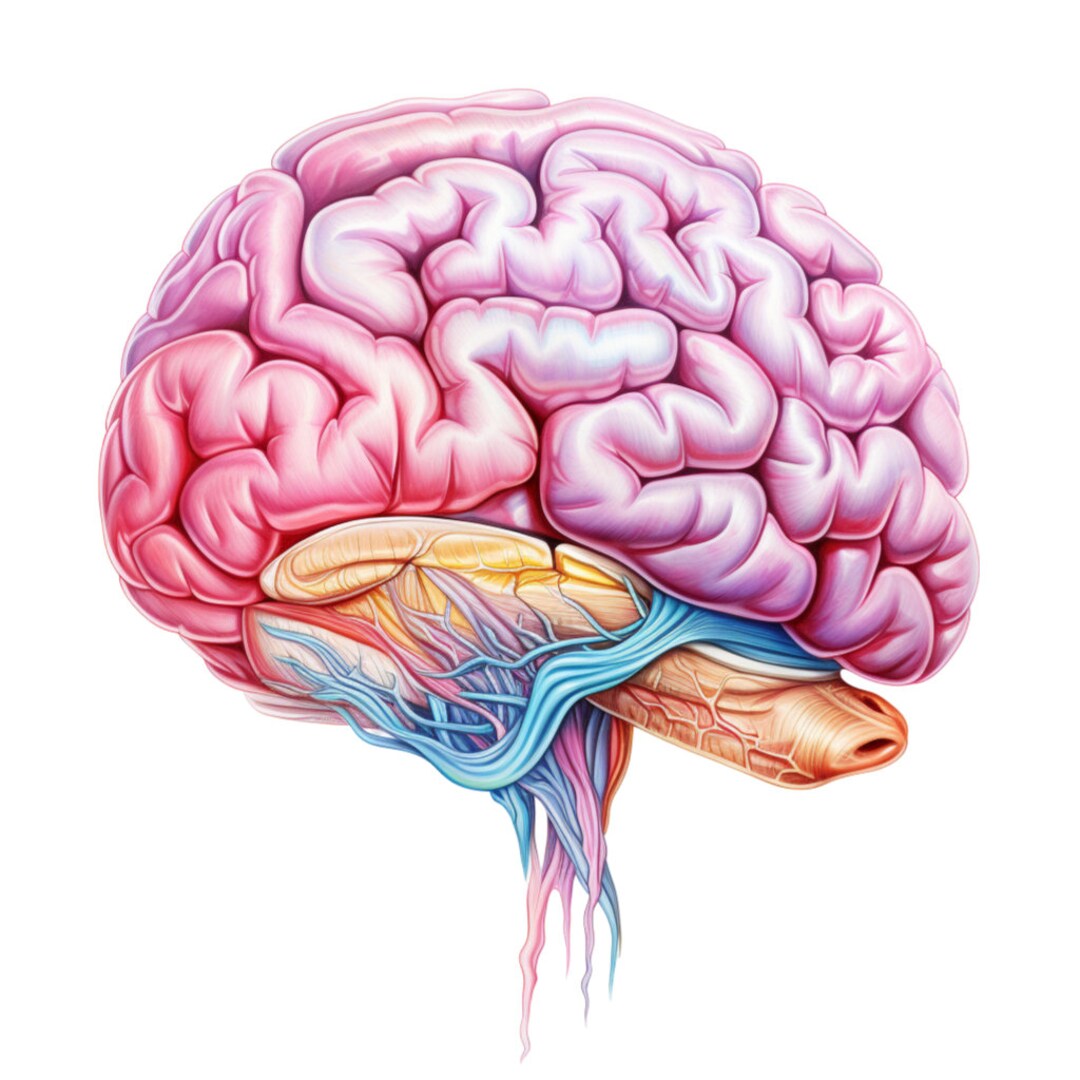 Pastel Anatomical Brain Clipart Bundle, High-quality JPG, Craft Art ...