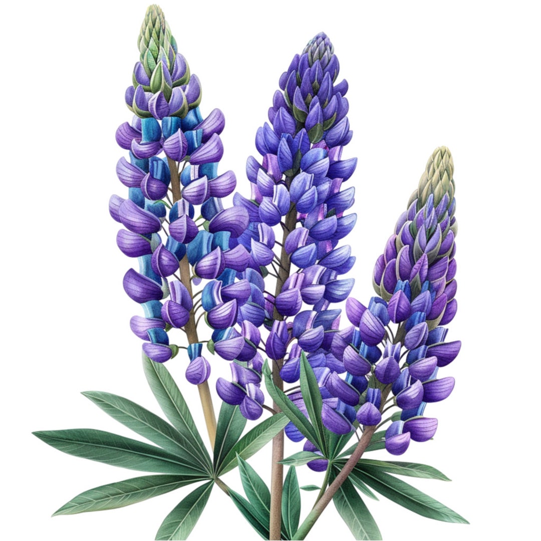 16 Lupine Flowers Clipart Bundle, 16 High-quality JPG, Craft Art, Card ...