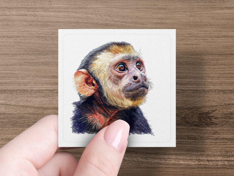Capuchin Monkey Clipart Bundle, 14 High-quality JPG, Craft Art, Card ...