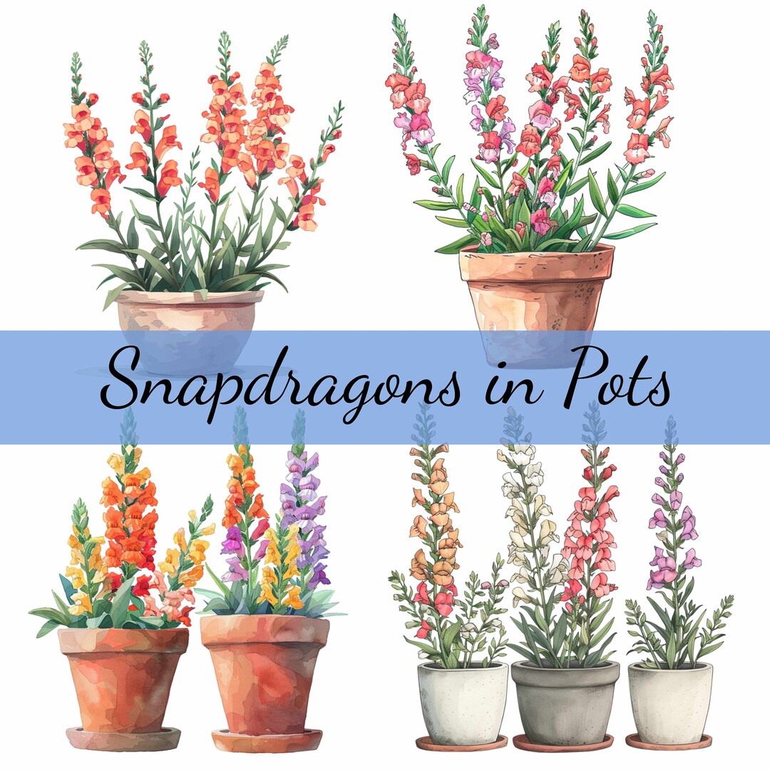 16 Snapdragon Flowers in Pots Clipart Bundle, 16 High-quality JPG ...