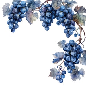 Grape Corner Frame Clipart Bundle, 16 High-quality JPG, Craft Art, Card ...