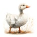 Pretty Goose Clipart Bundle, 15 High-quality JPG, Craft Art, Card ...