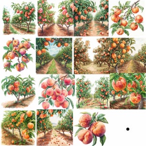 15 Peach and Peach Orchard Clipart Bundle, 15 High-quality JPG, Craft ...