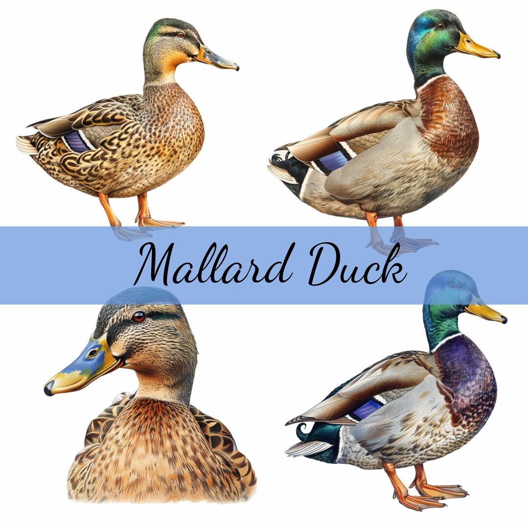 16 Mallard Duck Clipart Bundle, 16 High-quality JPG, Craft Art, Card ...