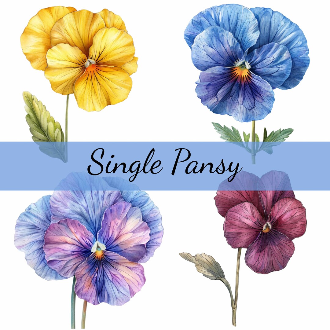 16 Single Pansy Flower With Stem Clipart Bundle, 16 High-quality JPG ...