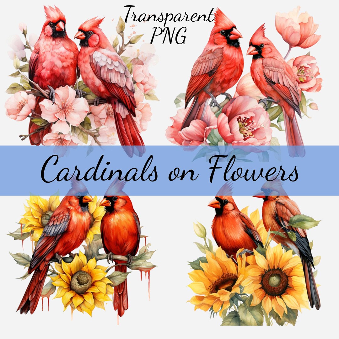14 Cardinal Bird on Flower Sunflower Clipart Bundle 14 Transparent PNG ...