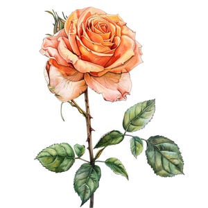 16 Tea Rose Flower Clipart Bundle, 16 High-quality JPG, Craft Art, Card ...