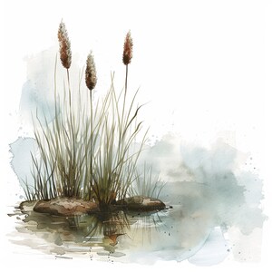 Cattails and Reeds in Water Pond Clipart Bundle, 16 High-quality JPG ...
