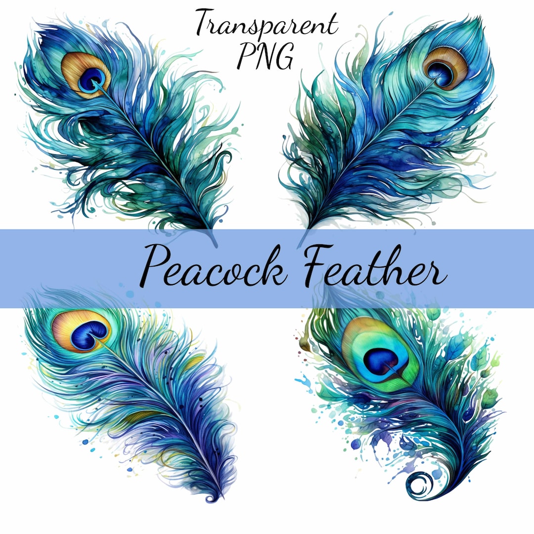 15 Peacock Feather in Blue Teal Clipart Bundle 15 Transparent PNG ...