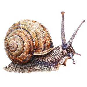 Cute Snail Clipart Bundle, 16 High-quality JPG, Craft Art, Card Making ...