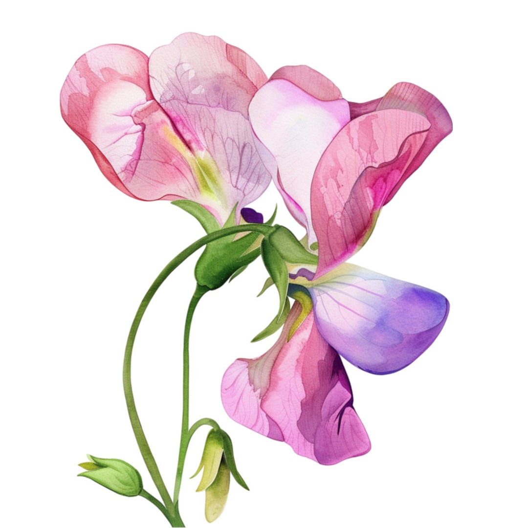 16 Sweet Pea Flower Clipart Bundle, 16 High-quality JPG, Craft Art ...