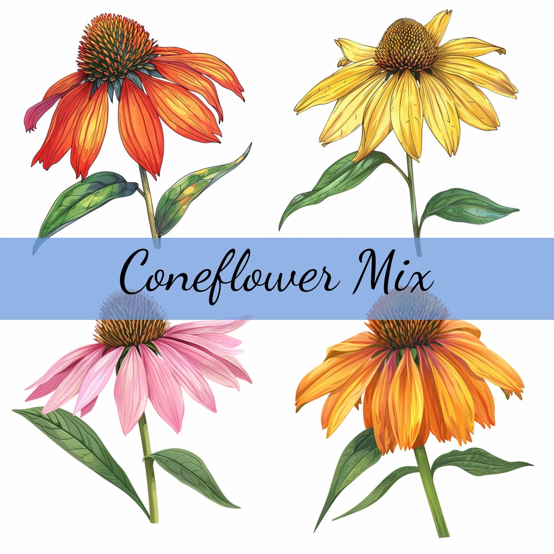 16 Coneflower Mix Flowers Clipart Bundle, 16 High-quality JPG, Craft ...