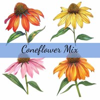 Cone Flower - Etsy