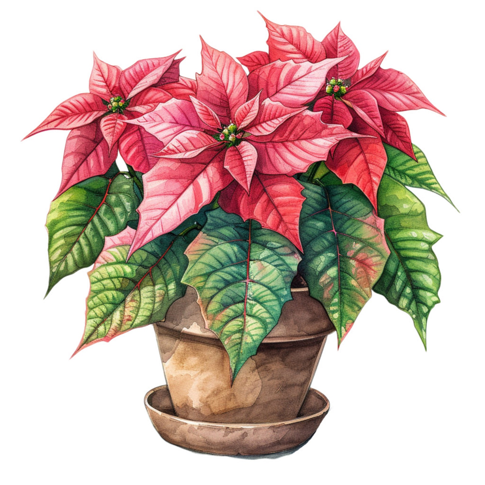 16 Poinsettia in a Pot Clipart Bundle, 16 High-quality JPG, Craft Art ...
