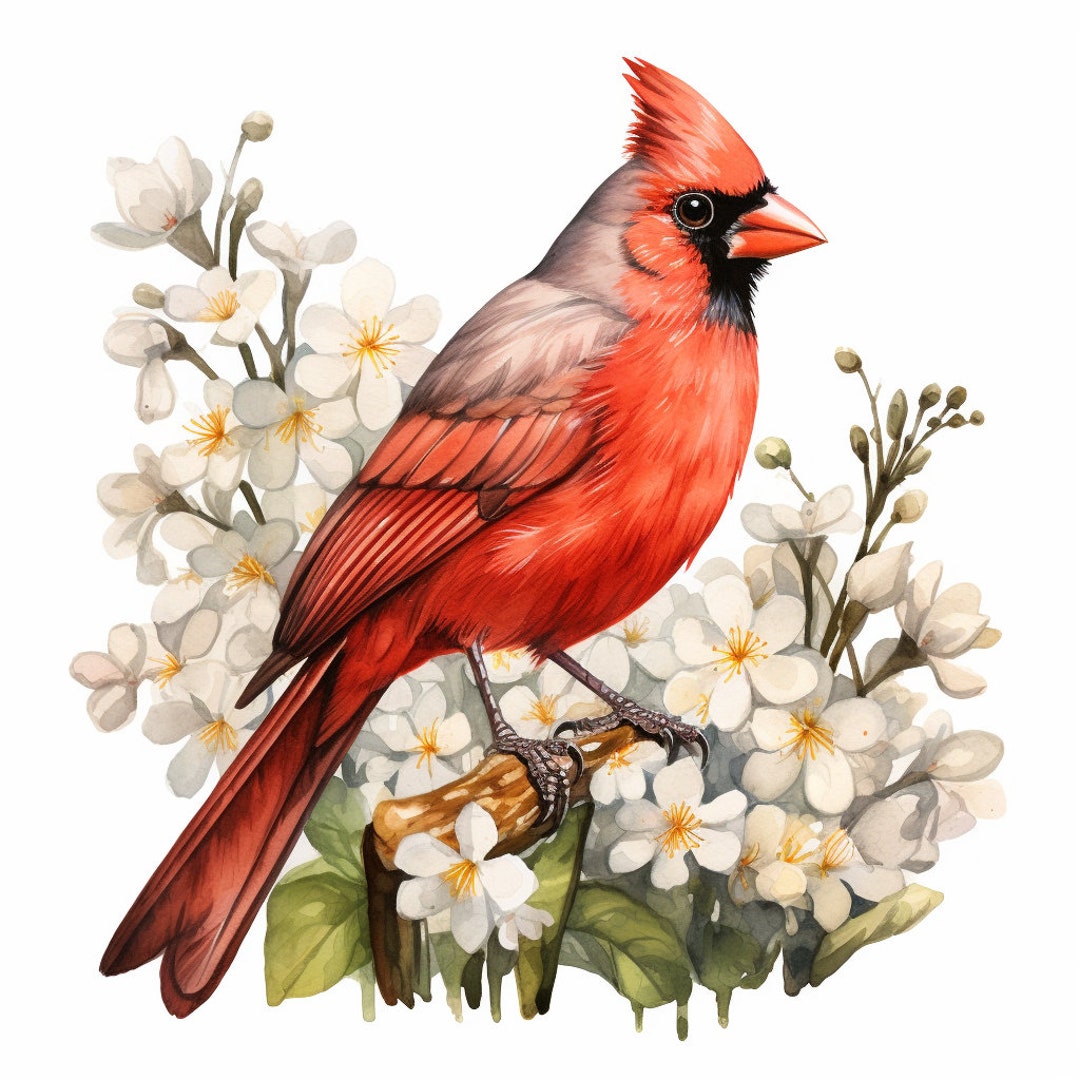 14 Cardinal Bird Clipart Bundle, High-quality JPG, Invitations, Card ...