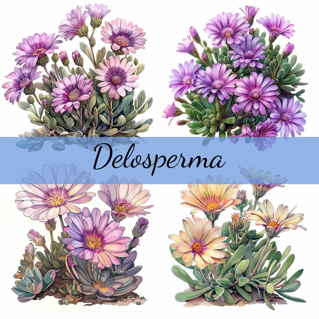 15 Delosperma Purple Flower Clump Clipart Bundle, 15 High-quality JPG ...