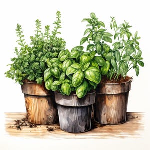 Herbs in Pots Clipart Bundle, High-quality JPG, Craft Art, Card Making ...