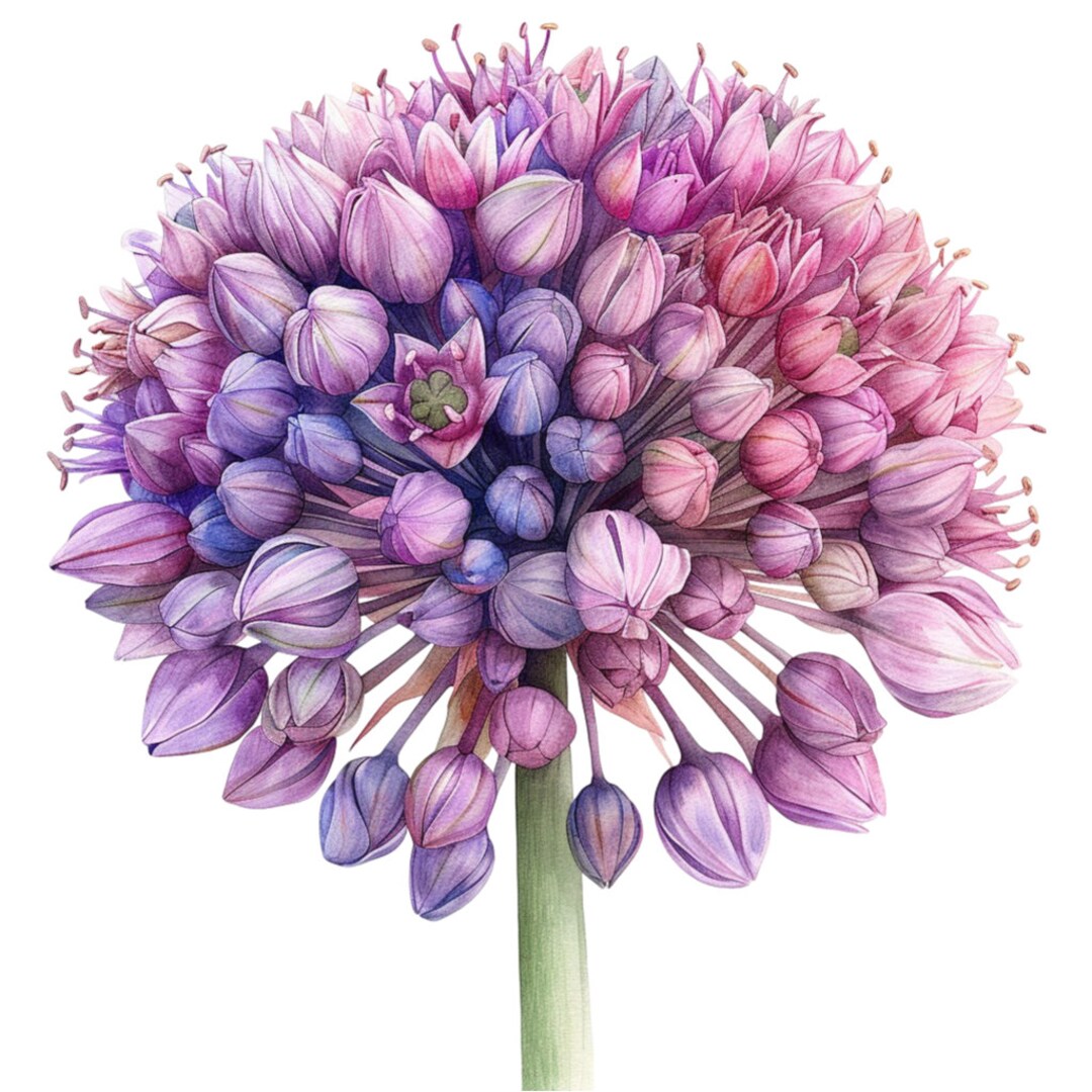 Allium Pink Purple Flower Clipart Bundle, 16 High-quality JPG, Craft ...