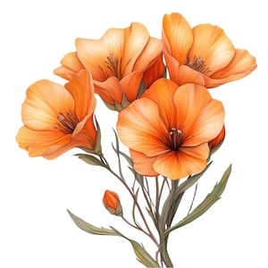 Orange Flowers Clipart Bundle, 16 JPG and Transparent PNG Download ...