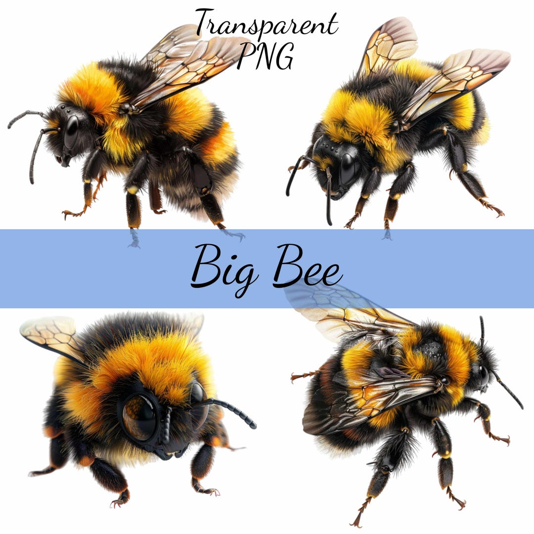 12 Big Fluffy Bee Clipart Bundle 12 Transparent PNG Download, Card ...