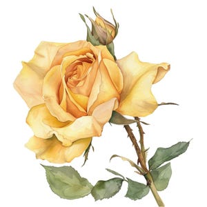 16 Tea Rose Flower Clipart Bundle, 16 High-quality JPG, Craft Art, Card ...