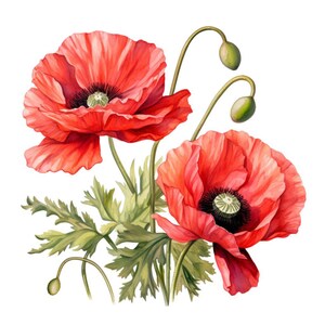 16 Red Poppy Flower Design Clipart Bundle 16 Transparent PNG Download ...