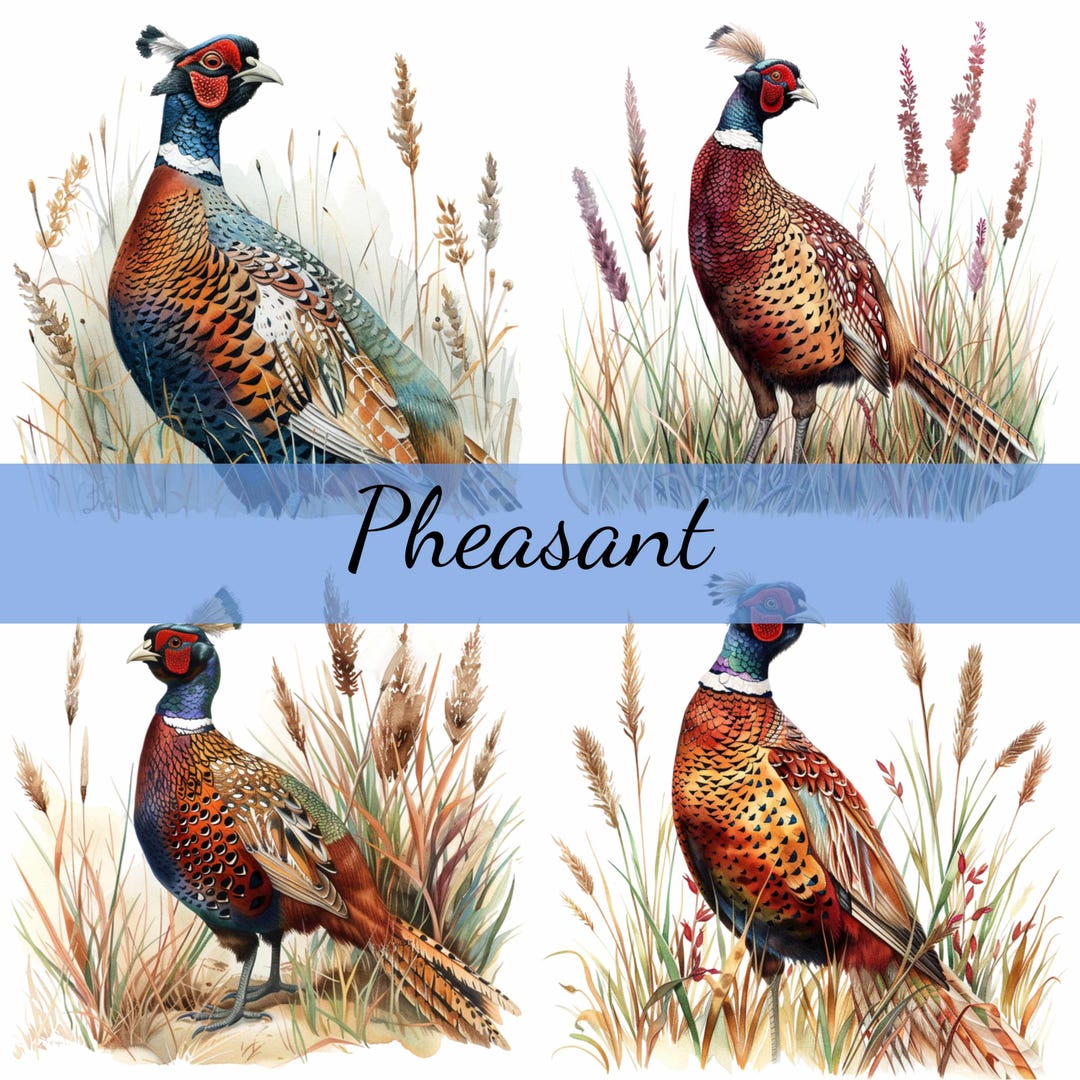 12 Pheasant Bird in Grass Clipart Bundle, 12 High-quality JPG, Craft ...