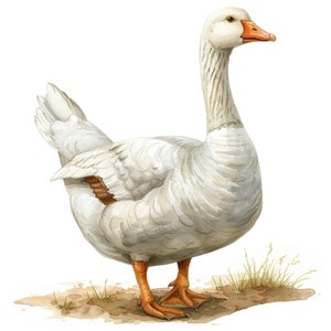 Pretty Goose Clipart Bundle, 15 High-quality JPG, Craft Art, Card ...