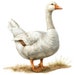Pretty Goose Clipart Bundle, 15 High-quality JPG, Craft Art, Card ...